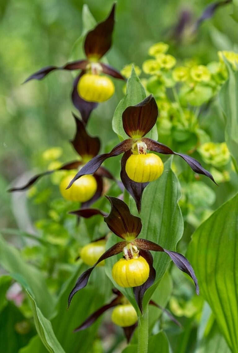 10 Stunning Yellow Orchid Varieties to Brighten Your Space