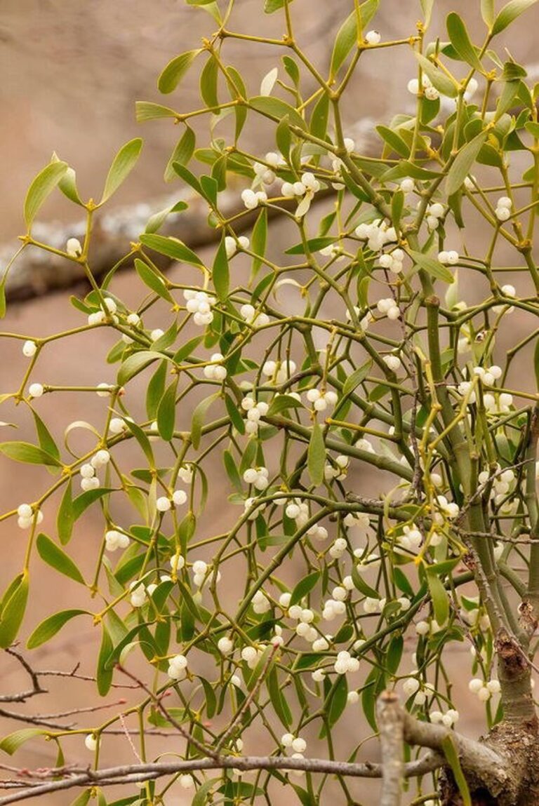 28 Lovely Swedish Flowers That Add Charm