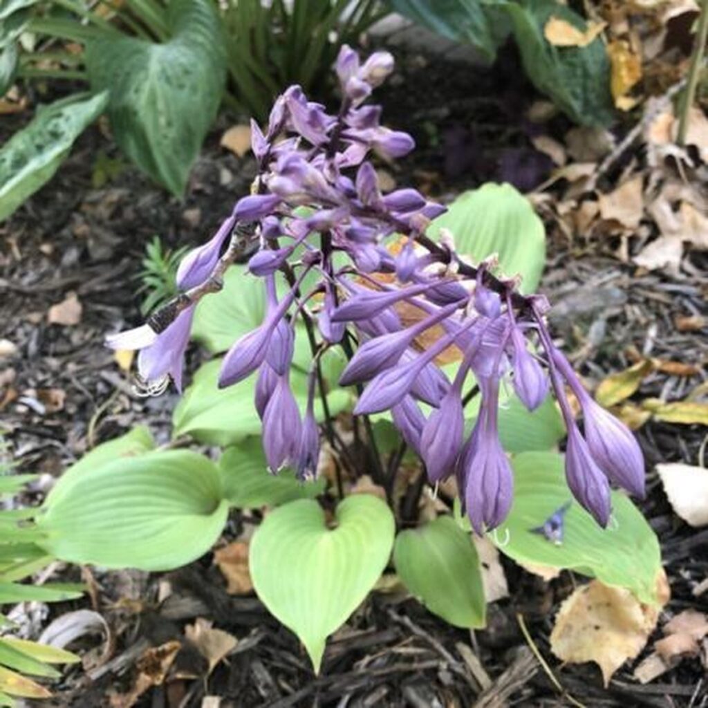 25 Stunning Purple Hostas To Brighten Your Garden Space
