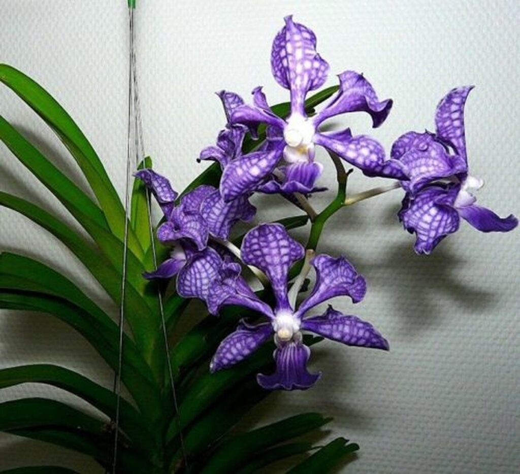17 Stunning Purple Orchid Varieties That Will Take Your Breath Away