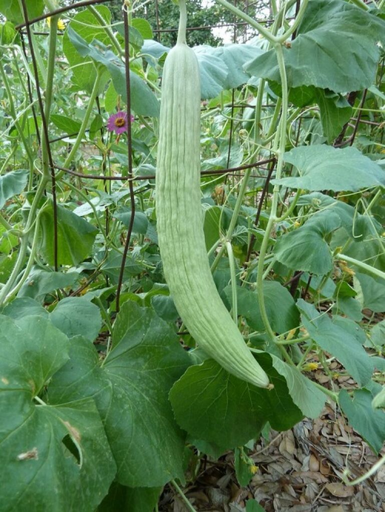 10 Amazing Vegetables That Look Like Cucumbers - Garden Twins!