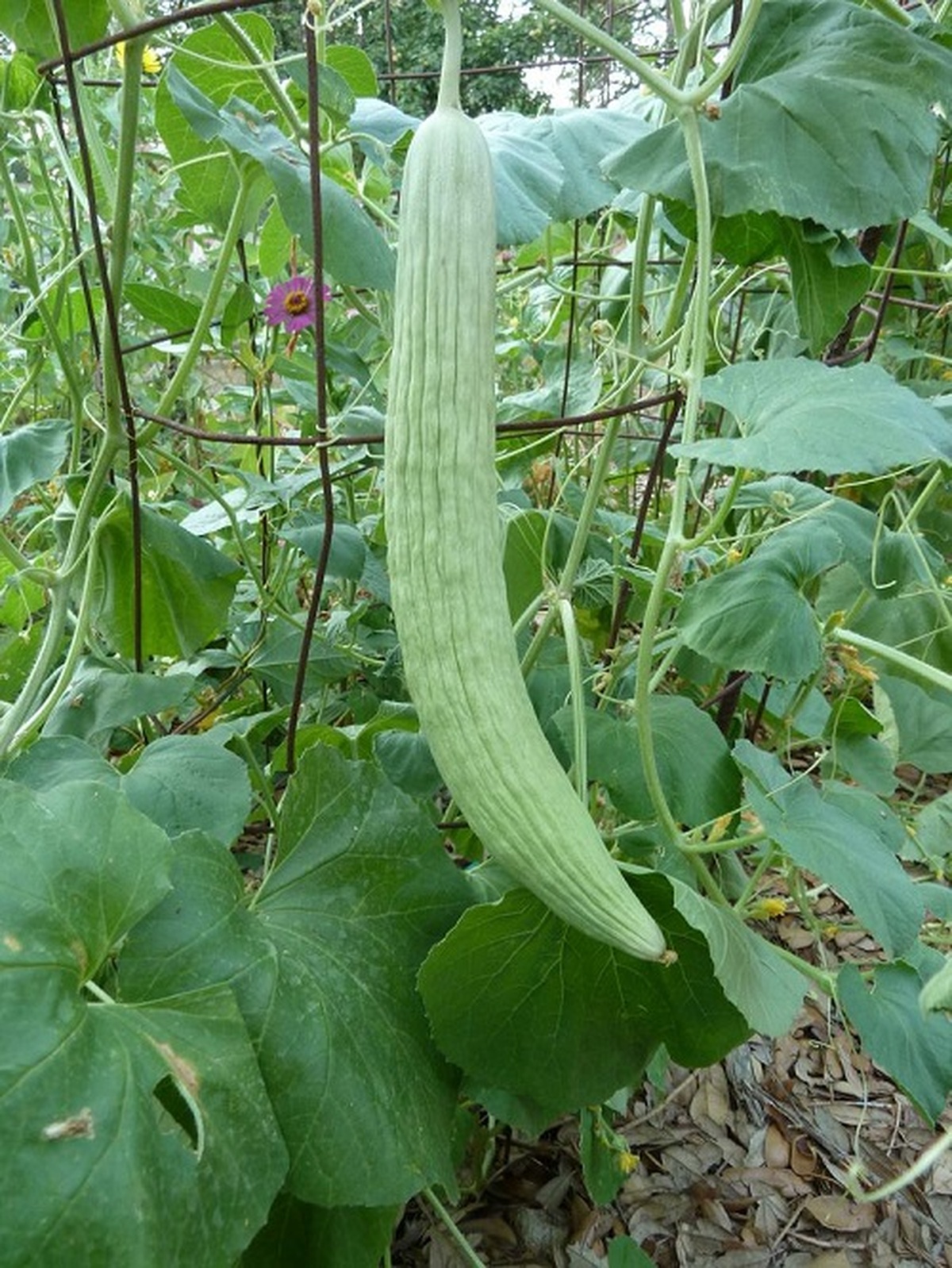 10 Amazing Vegetables That Look Like Cucumbers - Garden Twins!