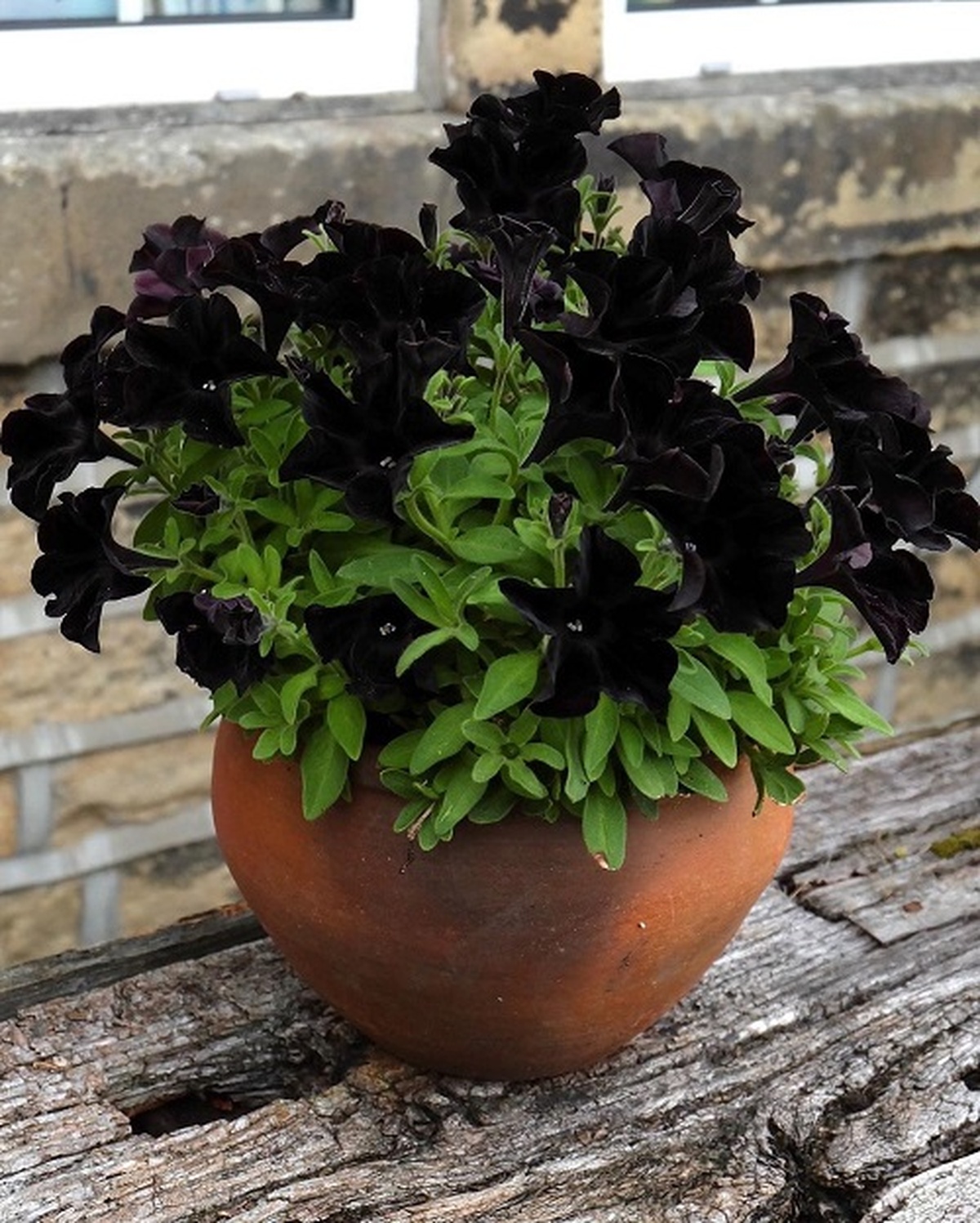 10 Stunning Black Petunia Varieties for a Dramatic Garden