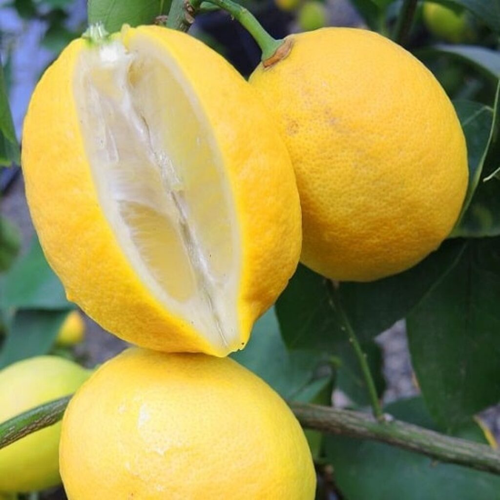 22 Different Types of Lemons (with Pictures)