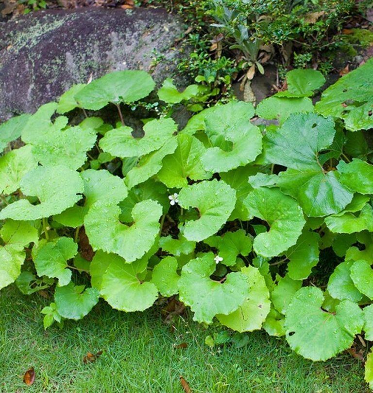 19 Stunning Plants that Look Like Rhubarb for Garden Lovers