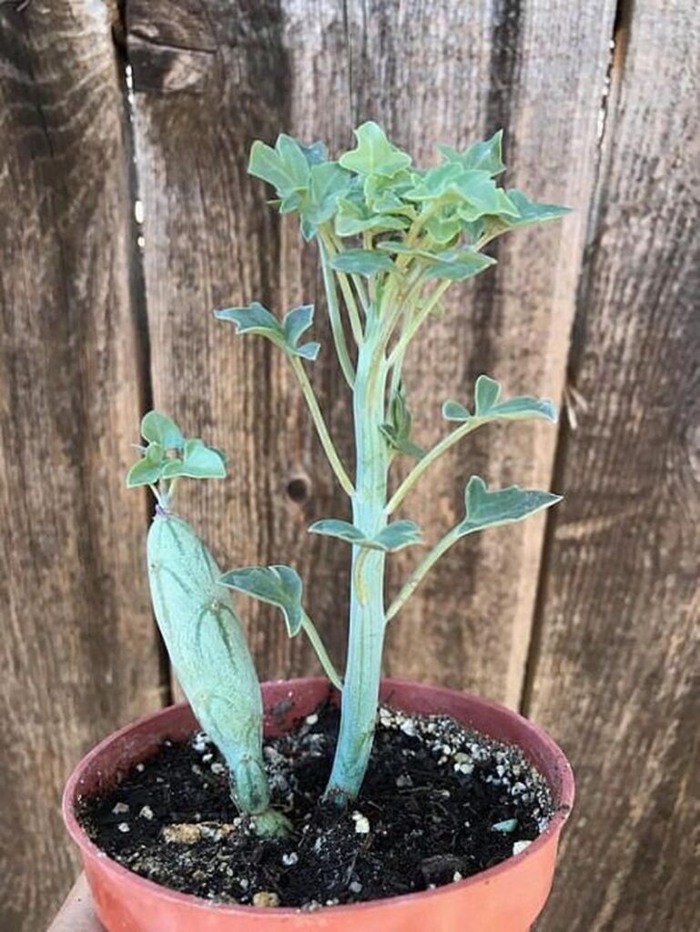 19 Stunning Senecio Varieties to Brighten Gardens