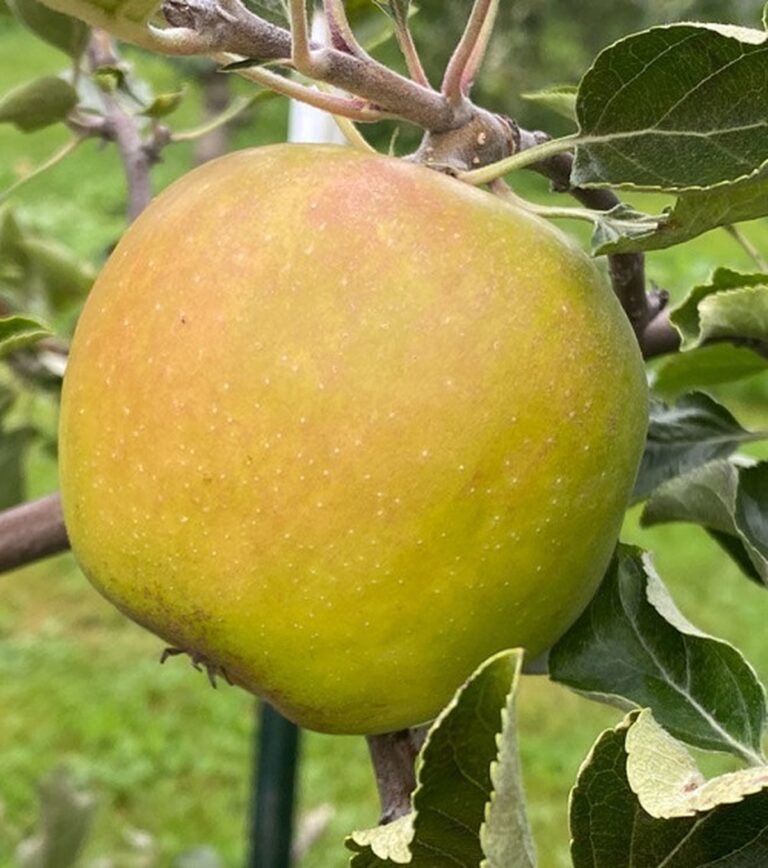 27 Delicious Yellow Apple Varieties Perfect For Your Garden