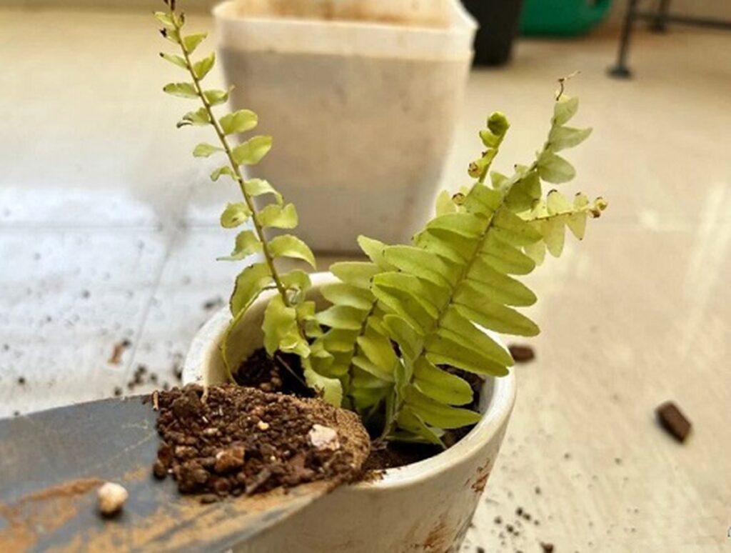 Why Ferns Turning Brown and Dying? How To Save Them?