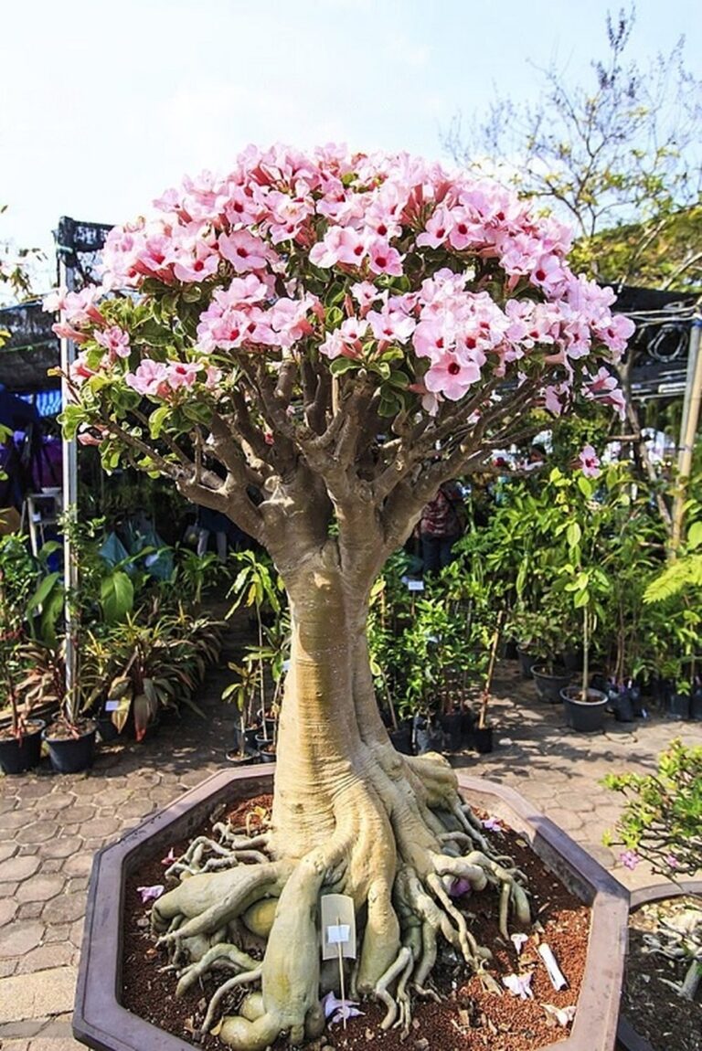 35 Different Types of Desert Rose Varieties to Fall in Love With