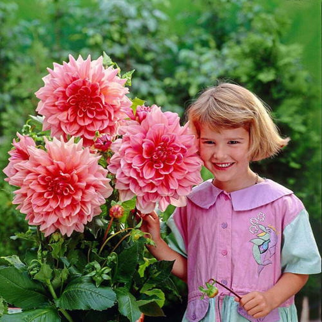 18 Gorgeous Plants That Bloom Massive, Eye-Catching Flowers