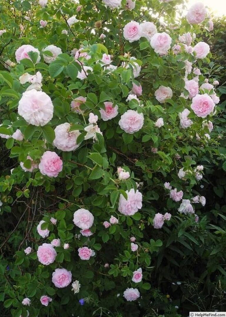21 Beautiful Thornless Roses That Bring Joy Without Pain