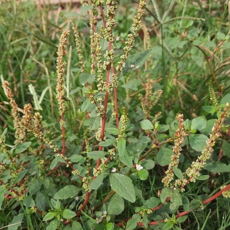 20 Exotic Weeds With Red Vines and Stems to Discover
