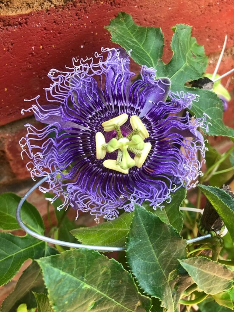 17 Fascinating Plants That Look Like Aliens