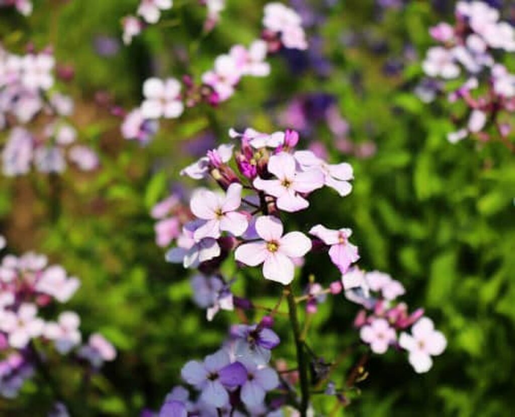 47 Most Fragrant Flowers That Fill Gardens With Sweet Scents