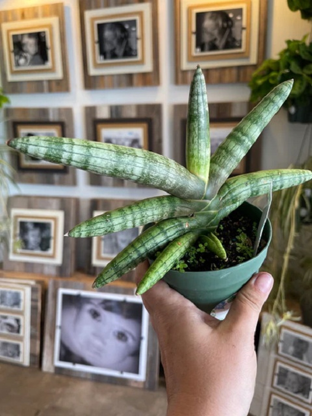 13 Stunning Snake Plant Varieties That Will Transform Your Home
