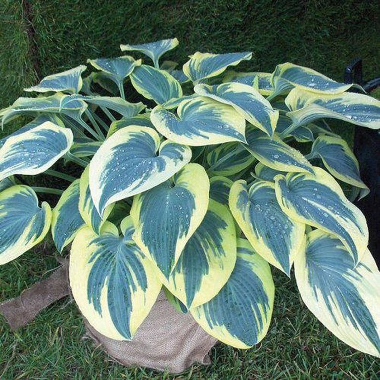 59 Stunning Types of Hostas: Discover These Beautiful Varieties