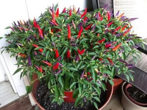 15 Stunning Ornamental Pepper Varieties: Can You Eat Them?