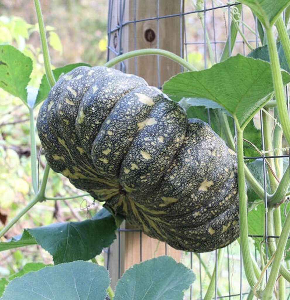 11 Amazing Green Pumpkin Varieties for Your Gorgeous Garden