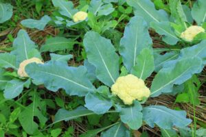20 Edible Flowers that are Vegetables - Cook These Blooms Today!