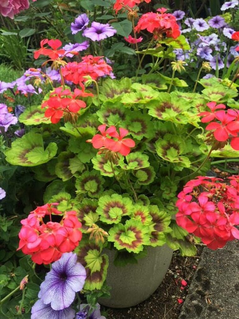 24 Stunning Variegated Geranium Varieties to Brighten Your Garden