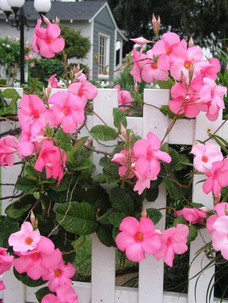 20 Enchanting Mandevilla Trellis Ideas That Transform Gardens