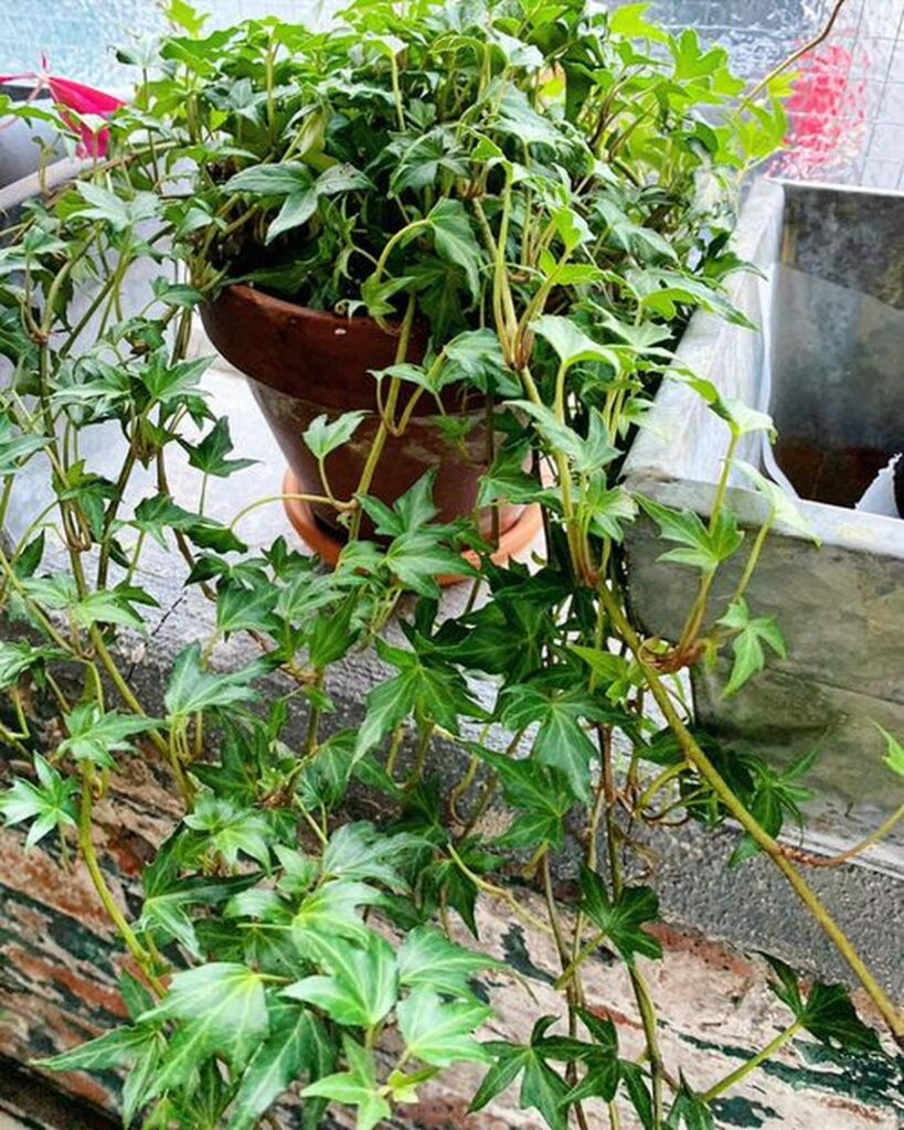 35 Gorgeous Vines for Containers Perfect for Your Garden Space
