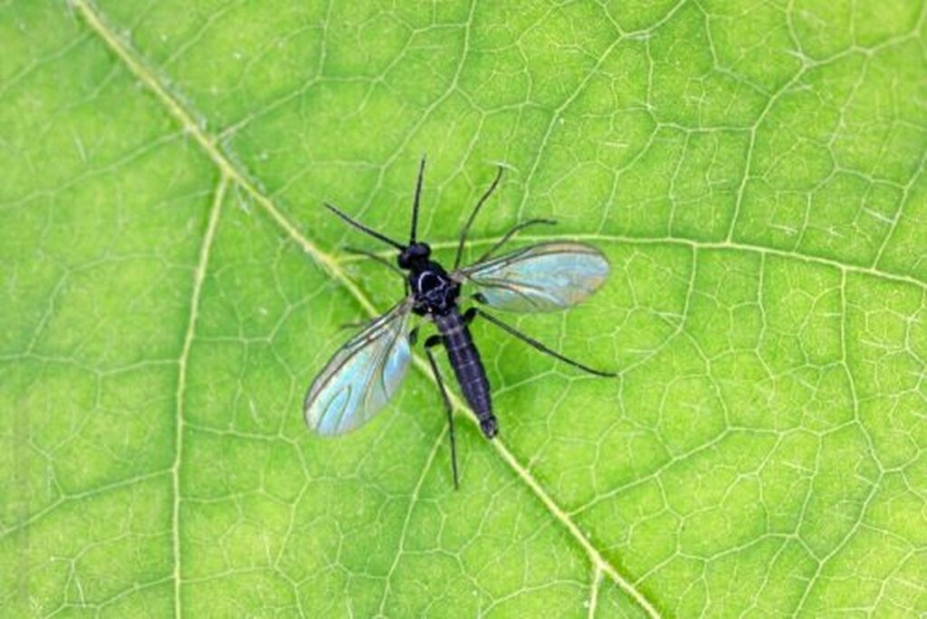 25 Surprising Tiny Bugs in House Near Windows to Watch For