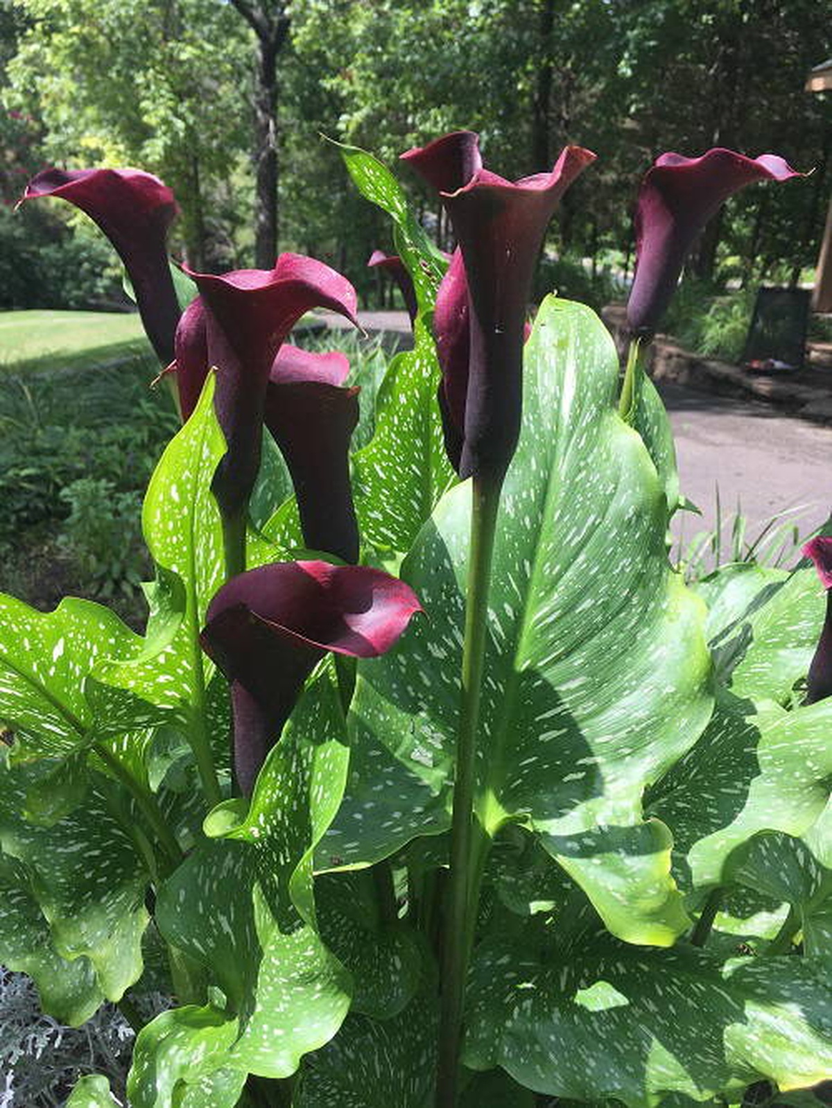 14 Beautiful Black Calla Lily Varieties That Amaze Every Time