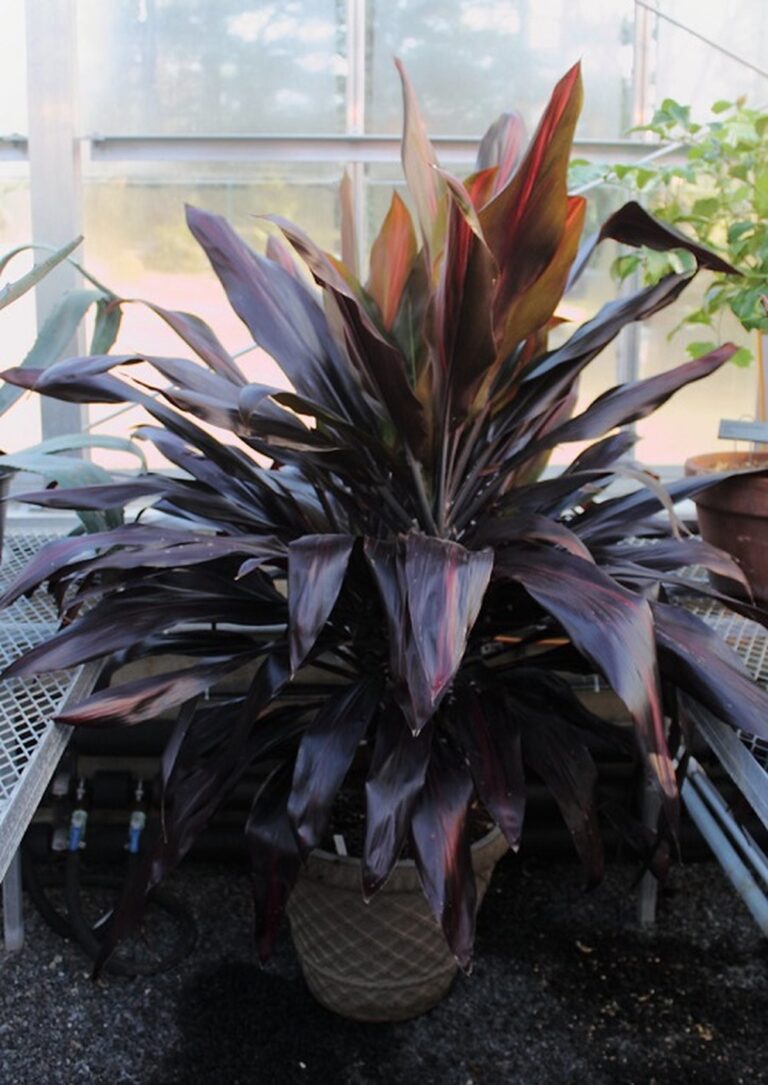 56 Stunning Black Flowers and Plants for a Dramatic Garden