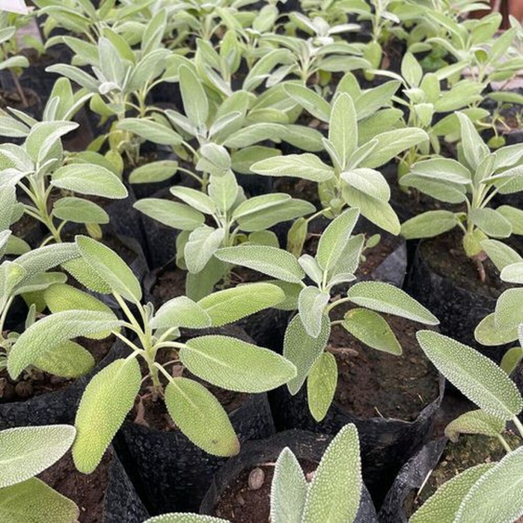 14 Amazing Smokable Plants That Aren't Weed or Tobacco