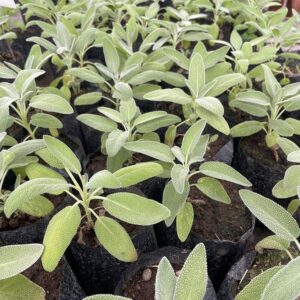 14 Amazing Smokable Plants That Aren't Weed or Tobacco