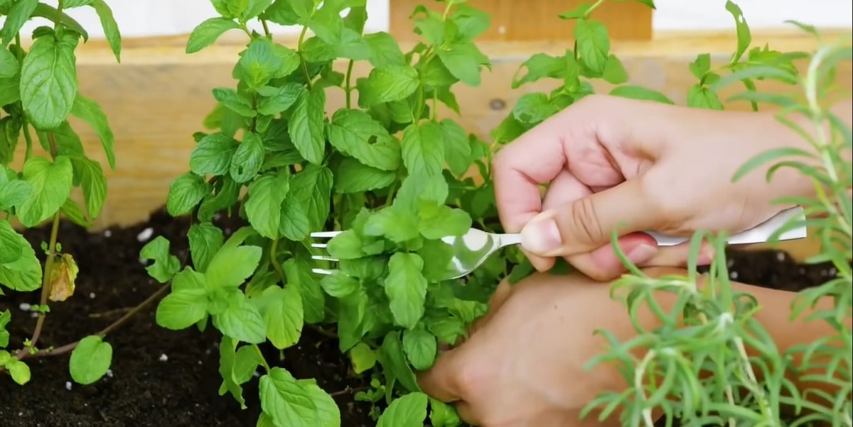 12 Brilliant Zero Dollar Garden Hacks for Green Thumbs