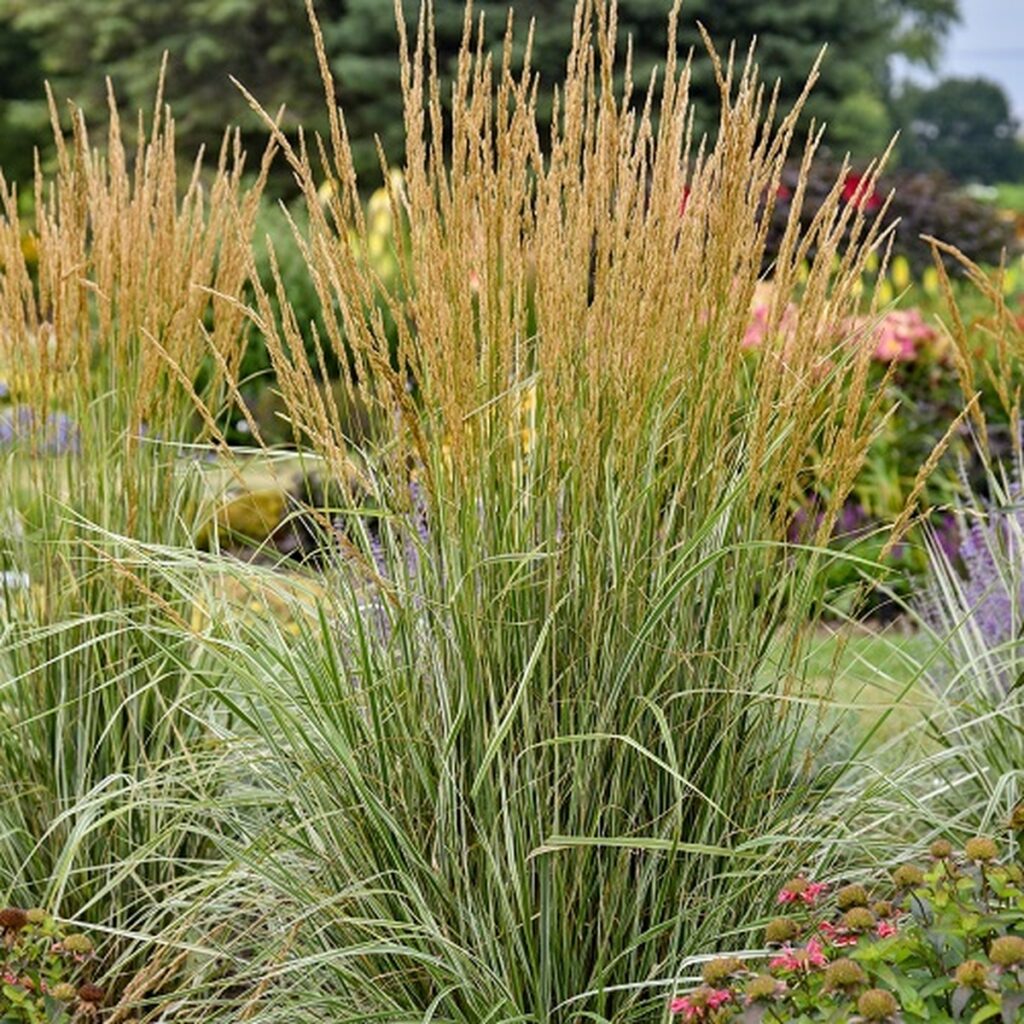 15 Stunning Ornamental Grasses For Shade That Thrive Effortlessly