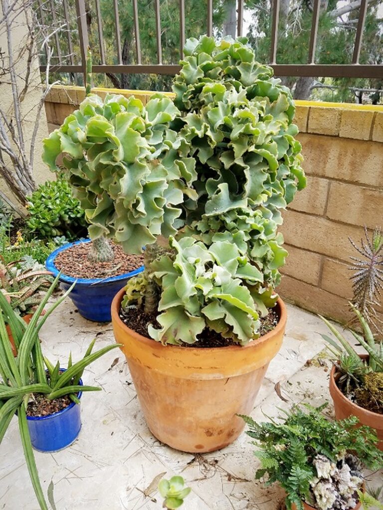 90 Amazing Desert Plants That Thrive in Dry Heat