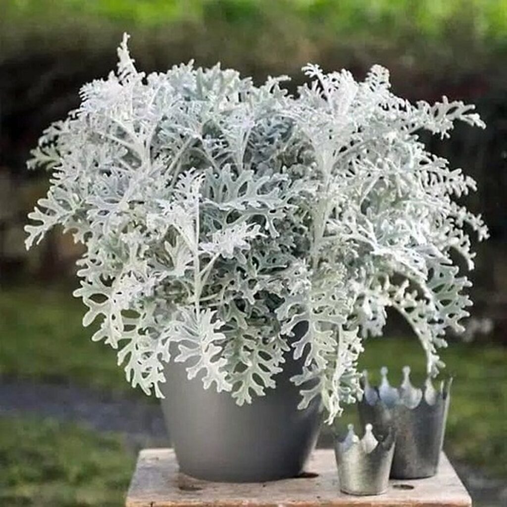 10 Stunning Gray Flower Names That Bloom with Elegance