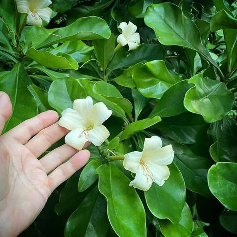 11 Breathtaking Fragrant Hawaiian Flowers That Smell Divine