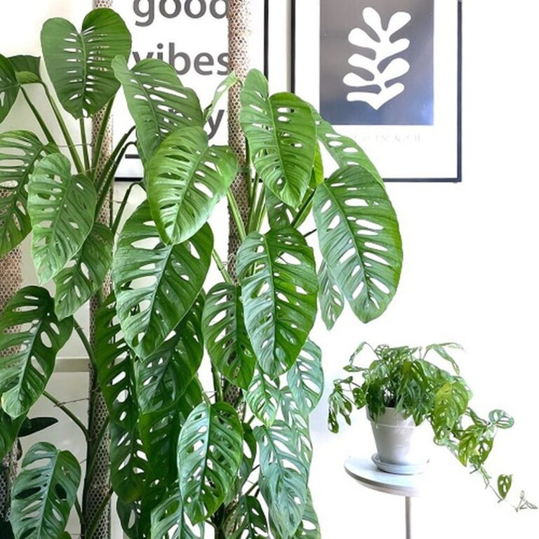 10 Exotic Fenestrated Plants That Will Brighten Your Home