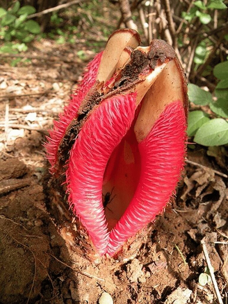 24 Bizarre Plants That Look Strangely Funny in Nature