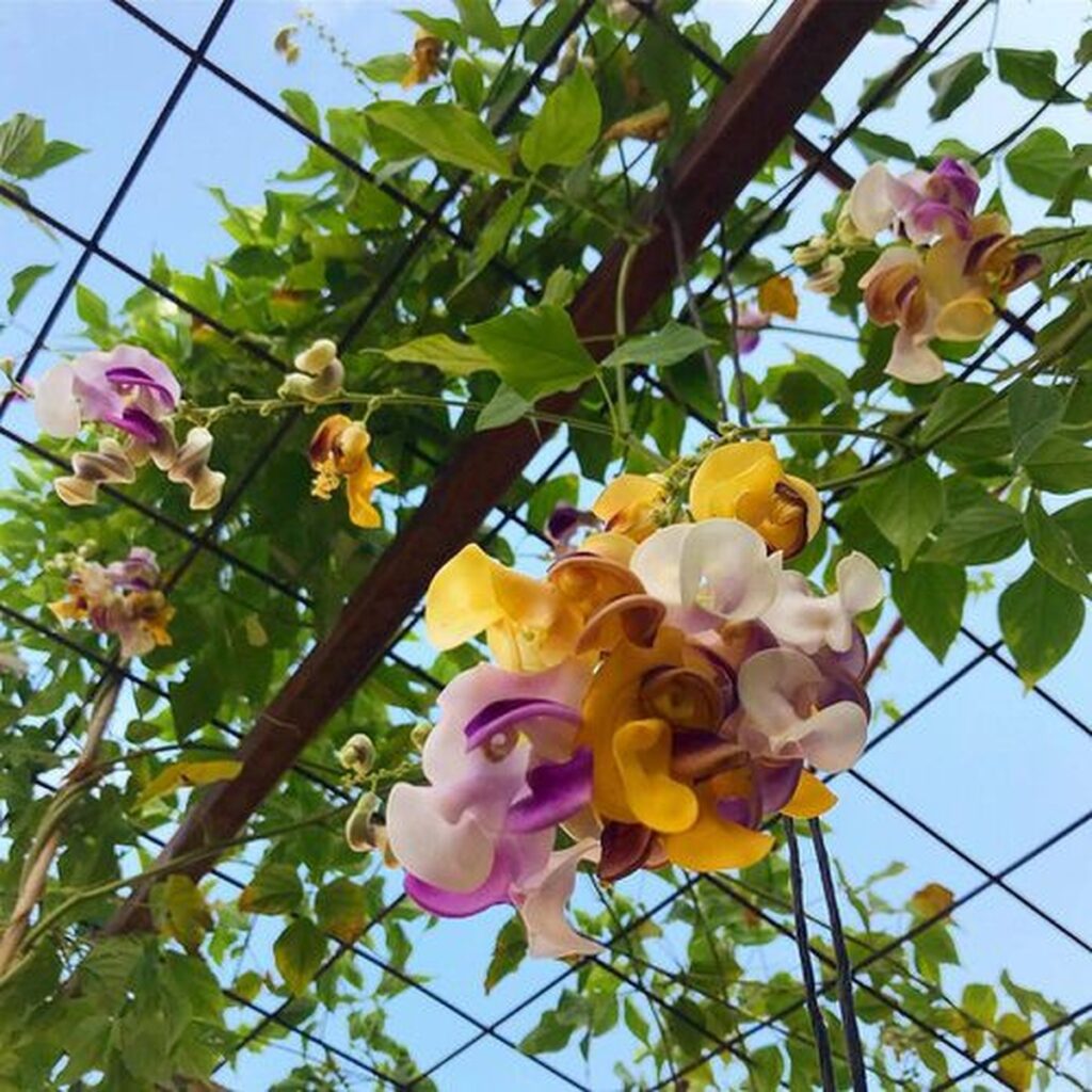 35 Gorgeous Vines for Containers Perfect for Your Garden Space