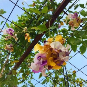 35 Gorgeous Vines for Containers Perfect for Your Garden Space