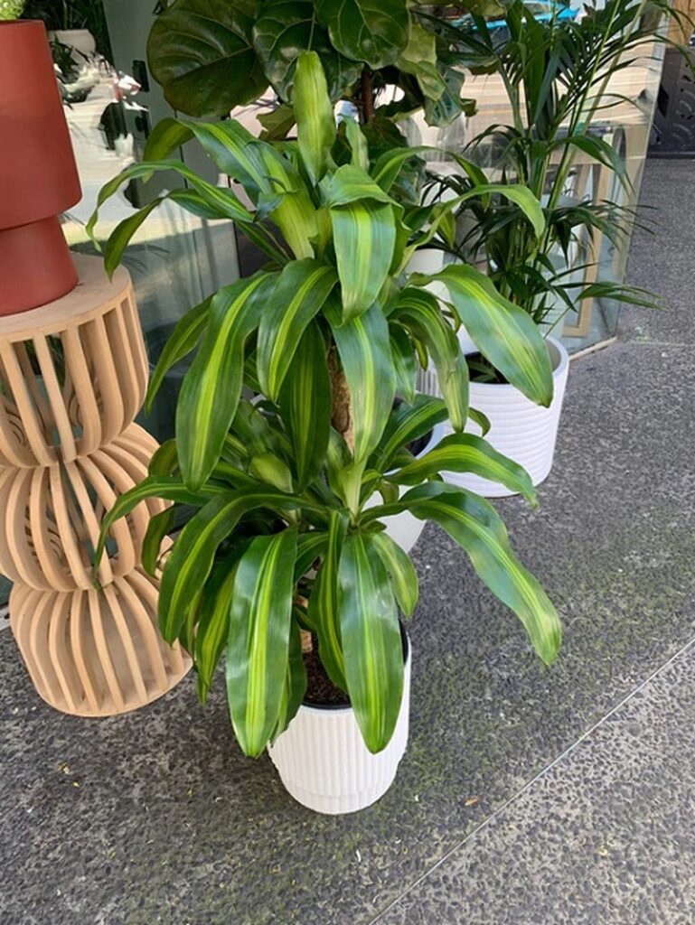 22 Stunning Plants with Sword Shaped Leaves to Freshen Your Space