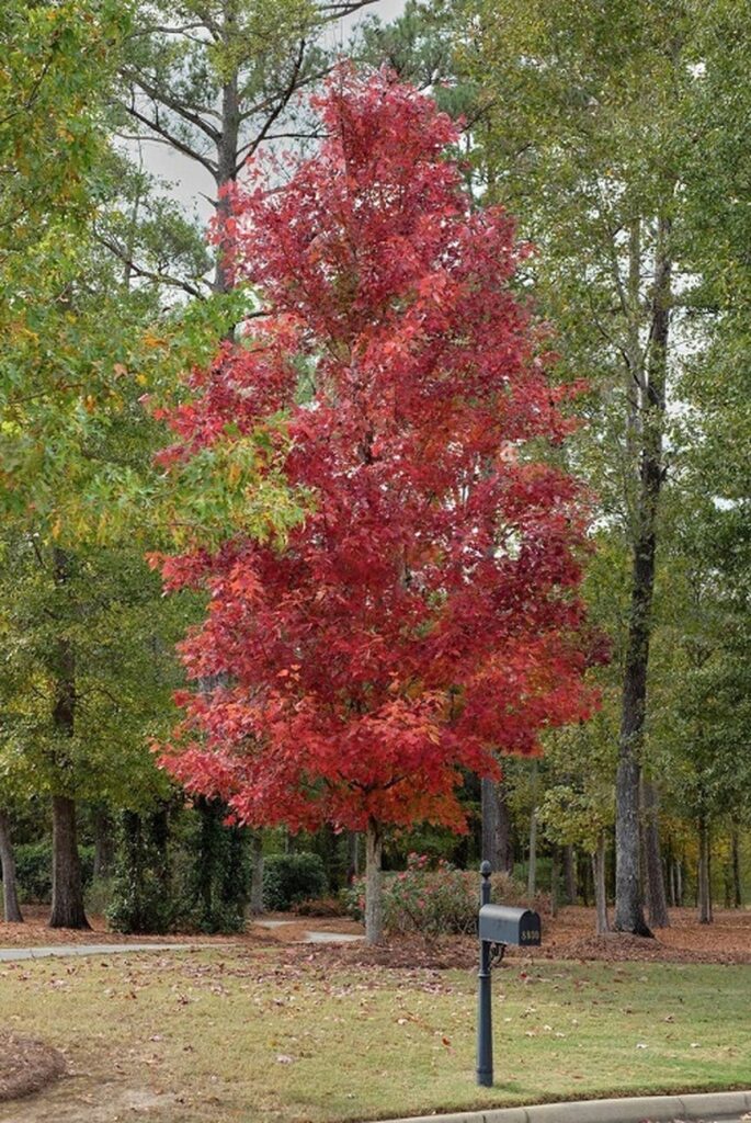 28 Stunning Tall Skinny Trees for Your Perfect Garden Oasis
