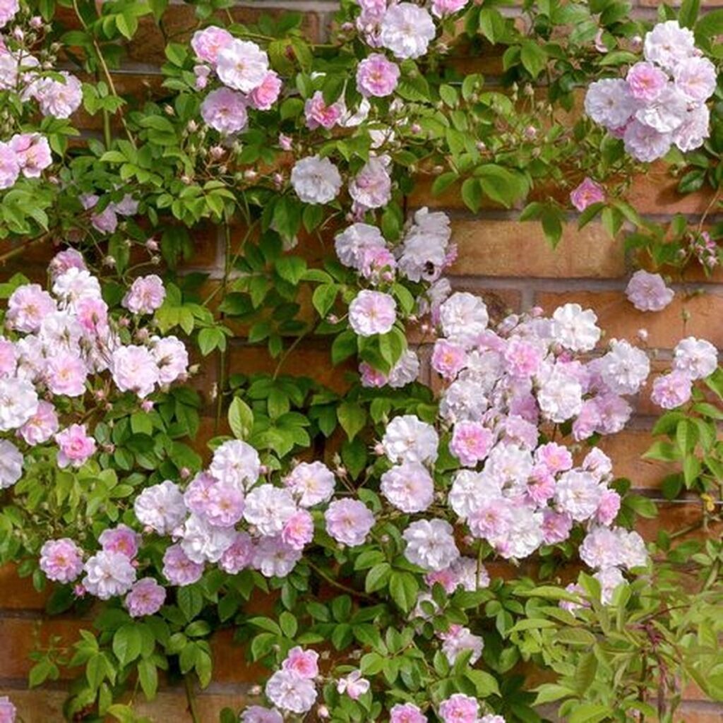 26 Beautiful Shade Tolerant Roses for Your Garden Hideaway