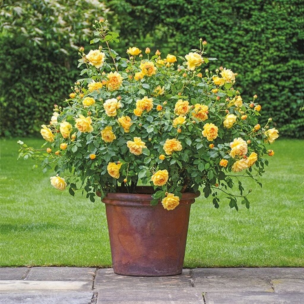 26 Stunning Gold Flowers That Add Luxury To Any Garden