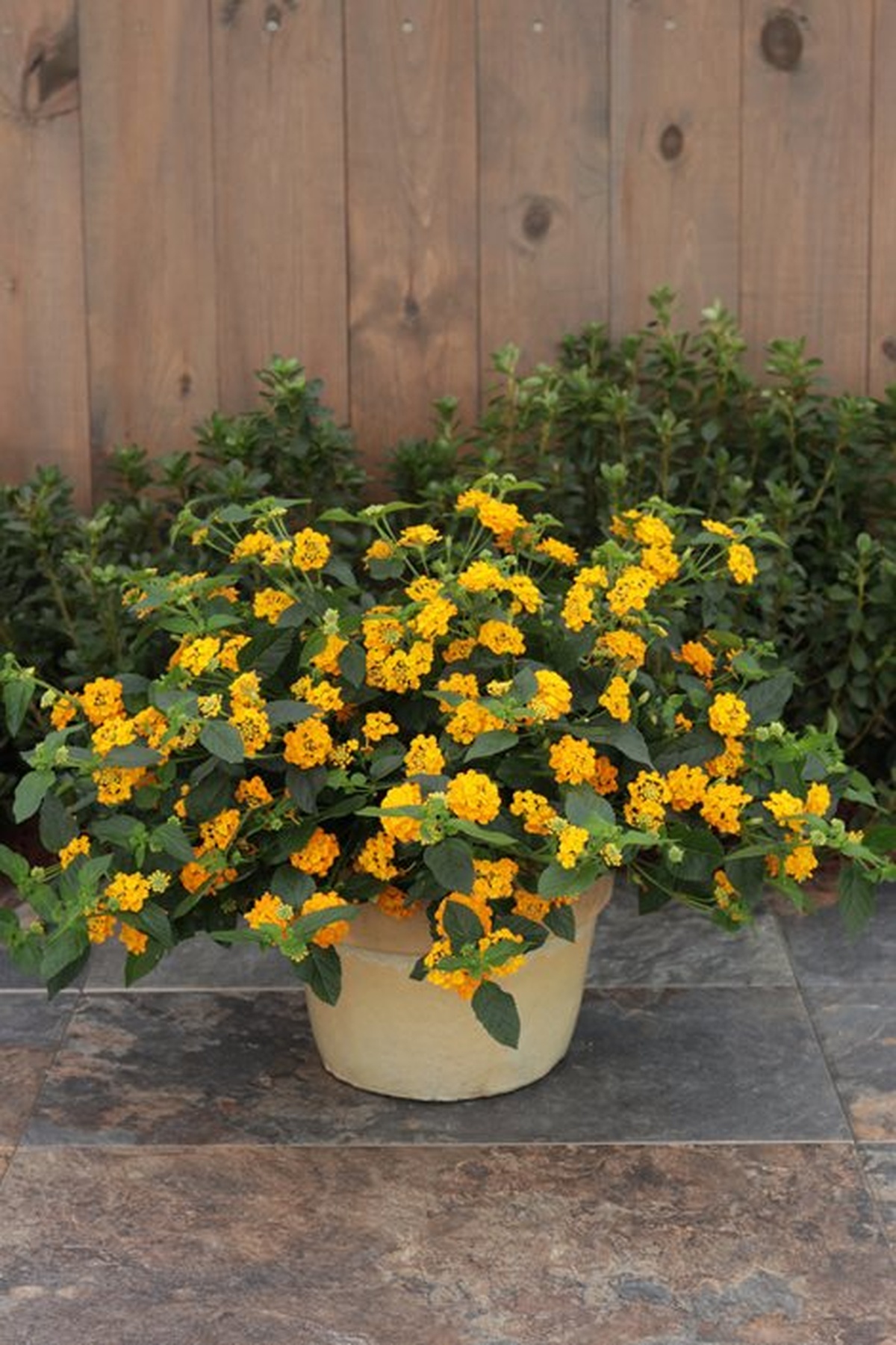 7 Gorgeous Lantanas for Hanging Baskets That Wow Every Time