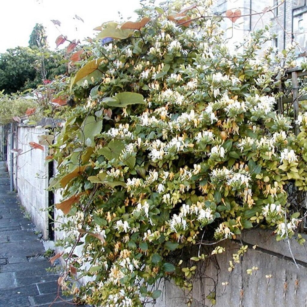 25 Gorgeous Evergreen Vines for Stunning Year-Round Beauty
