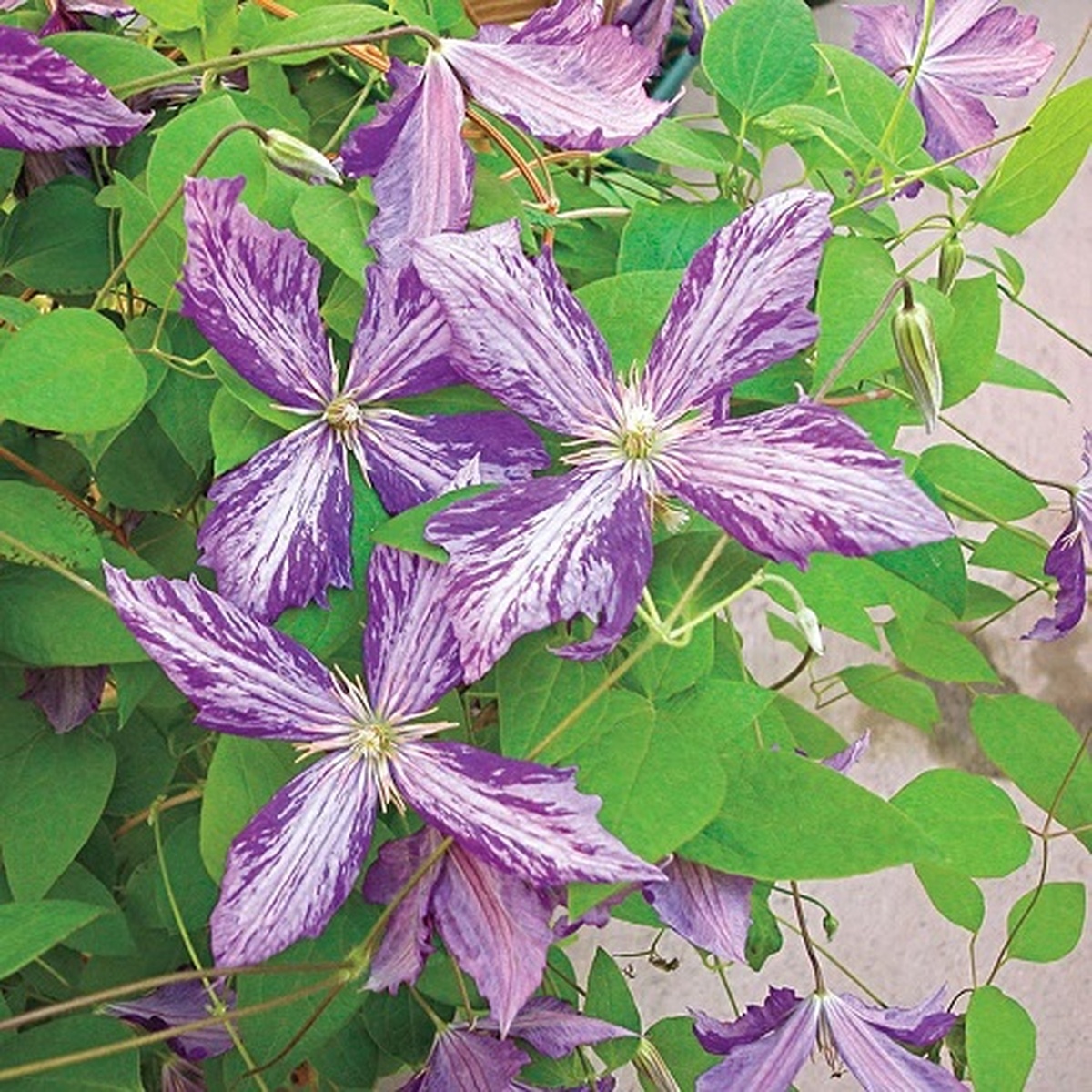8 Breathtaking Flowers that Look like Sketches for Nature Lovers