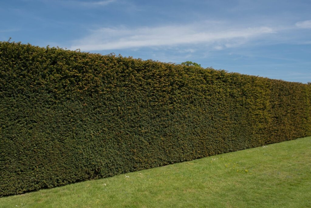 40 Brilliant Low Maintenance Hedge Plants for Effortless Gardens