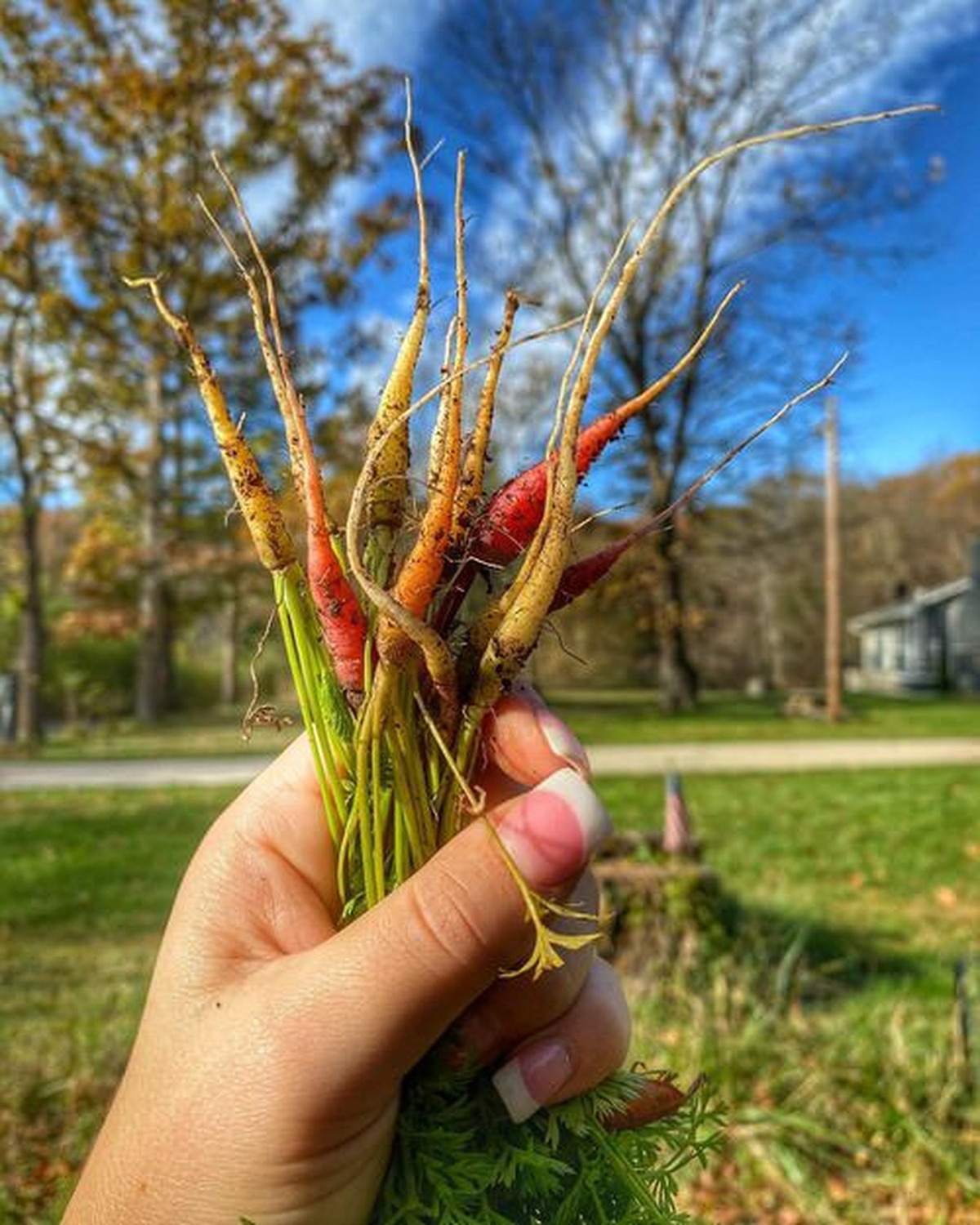 Easy Ways to Identify Carrot Sprouts in Your Growing Garden
