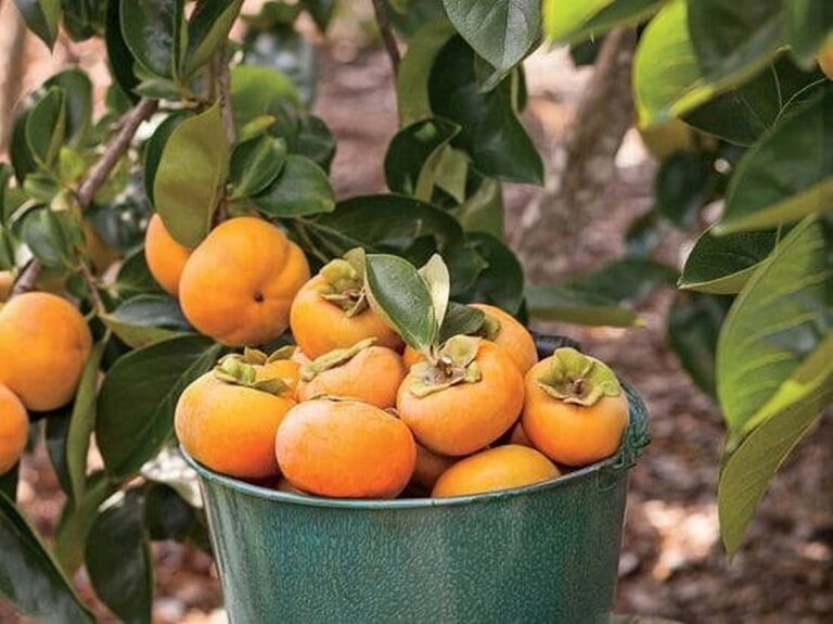 25 Amazing Drought Tolerant Fruit Trees for Easy Growing